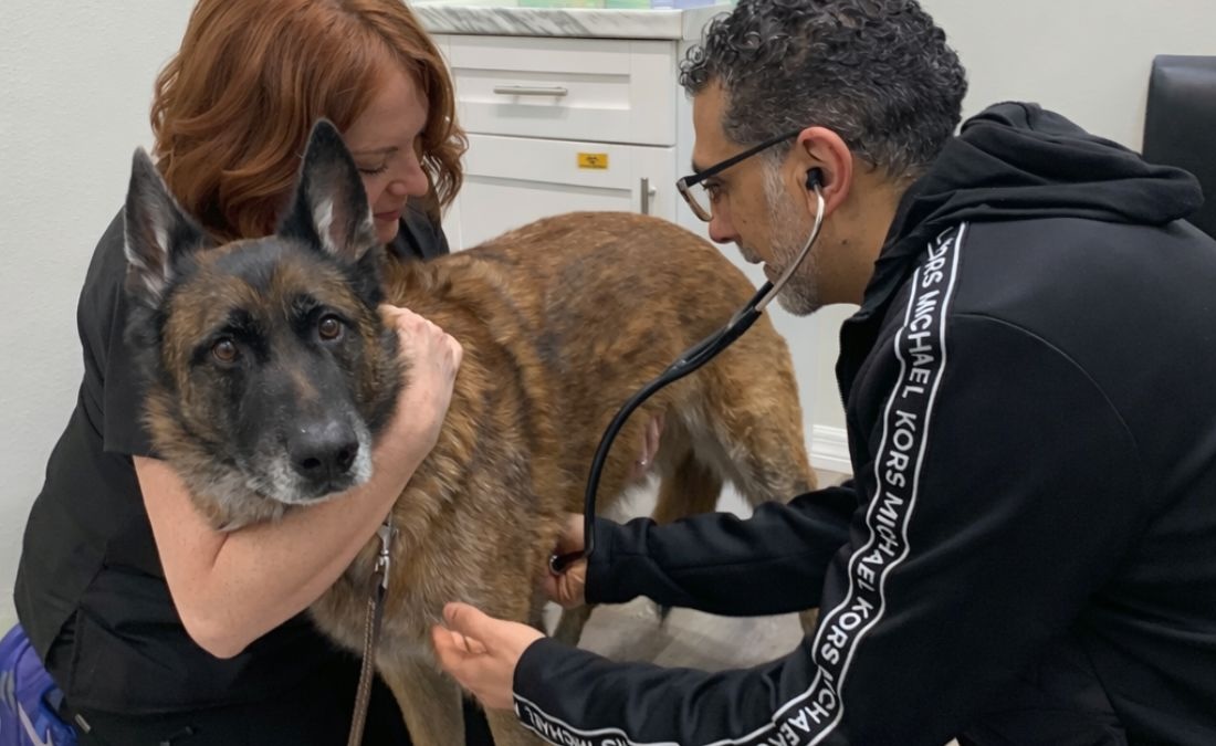Veterinary Services In Land O' Lakes, FL | Collier Parkway Animal Hospital